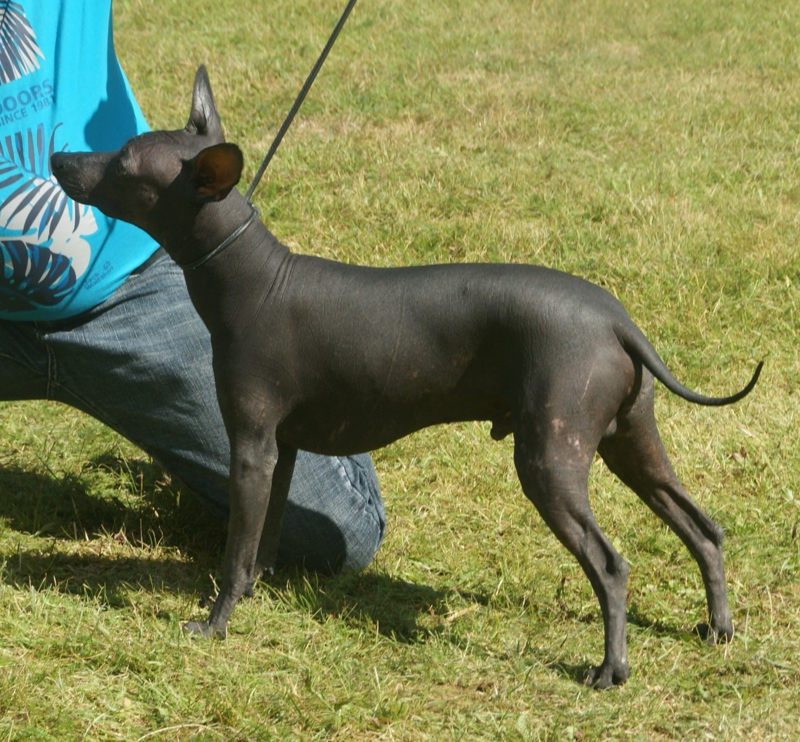 12 Overlooked Dog Breeds That Deserve More Attention - Doggodigest