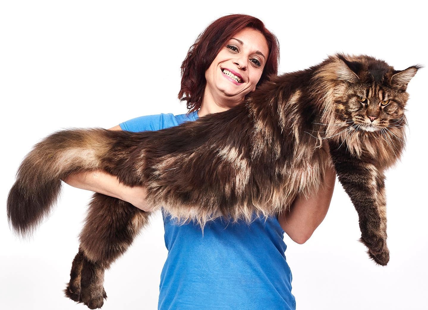 The World's Largest Cat Whose Record is Still Impossible to Beat ...