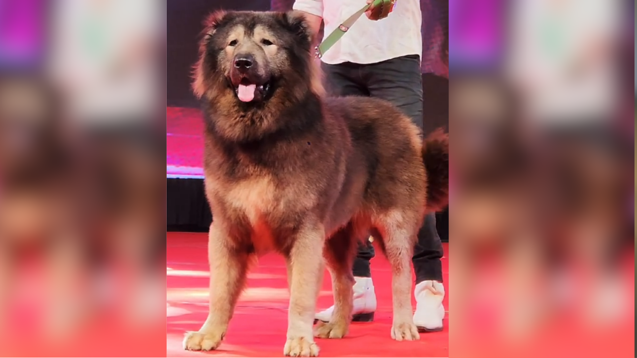 One of a Kind Rare Wolfdog Becomes World’s Most Expensive Dog Selling ...
