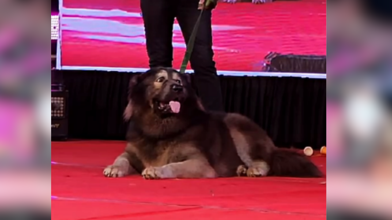 One of a Kind Rare Wolfdog Becomes World’s Most Expensive Dog Selling ...