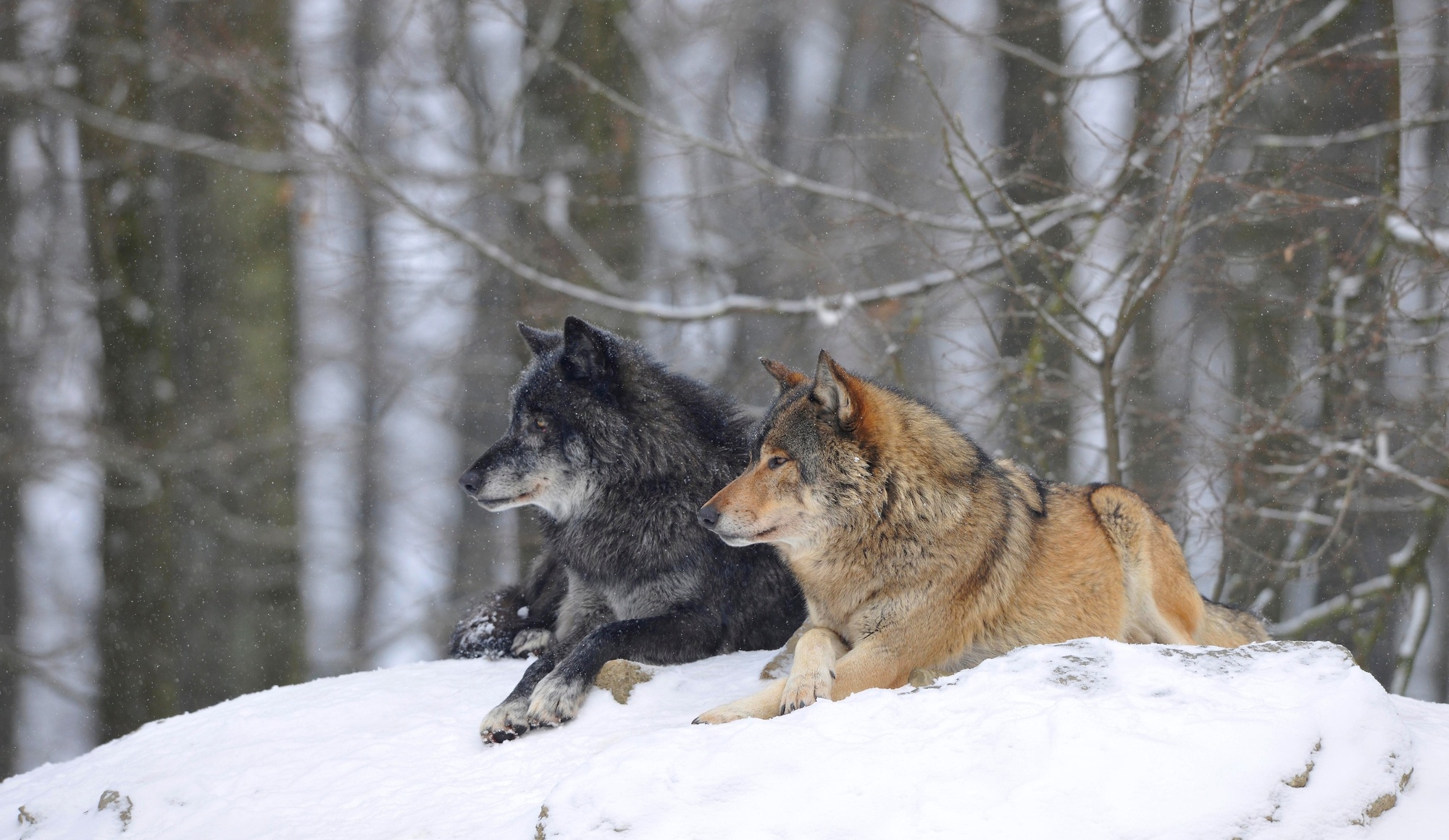 10 Facts About the Mackenzie Valley Wolf, the Largest in North America ...