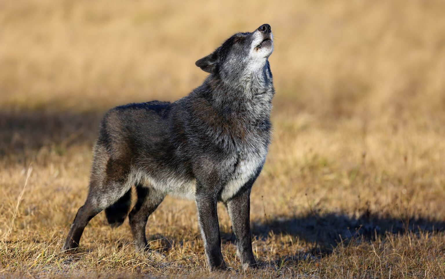 10 Facts About the Mackenzie Valley Wolf, the Largest in North America ...