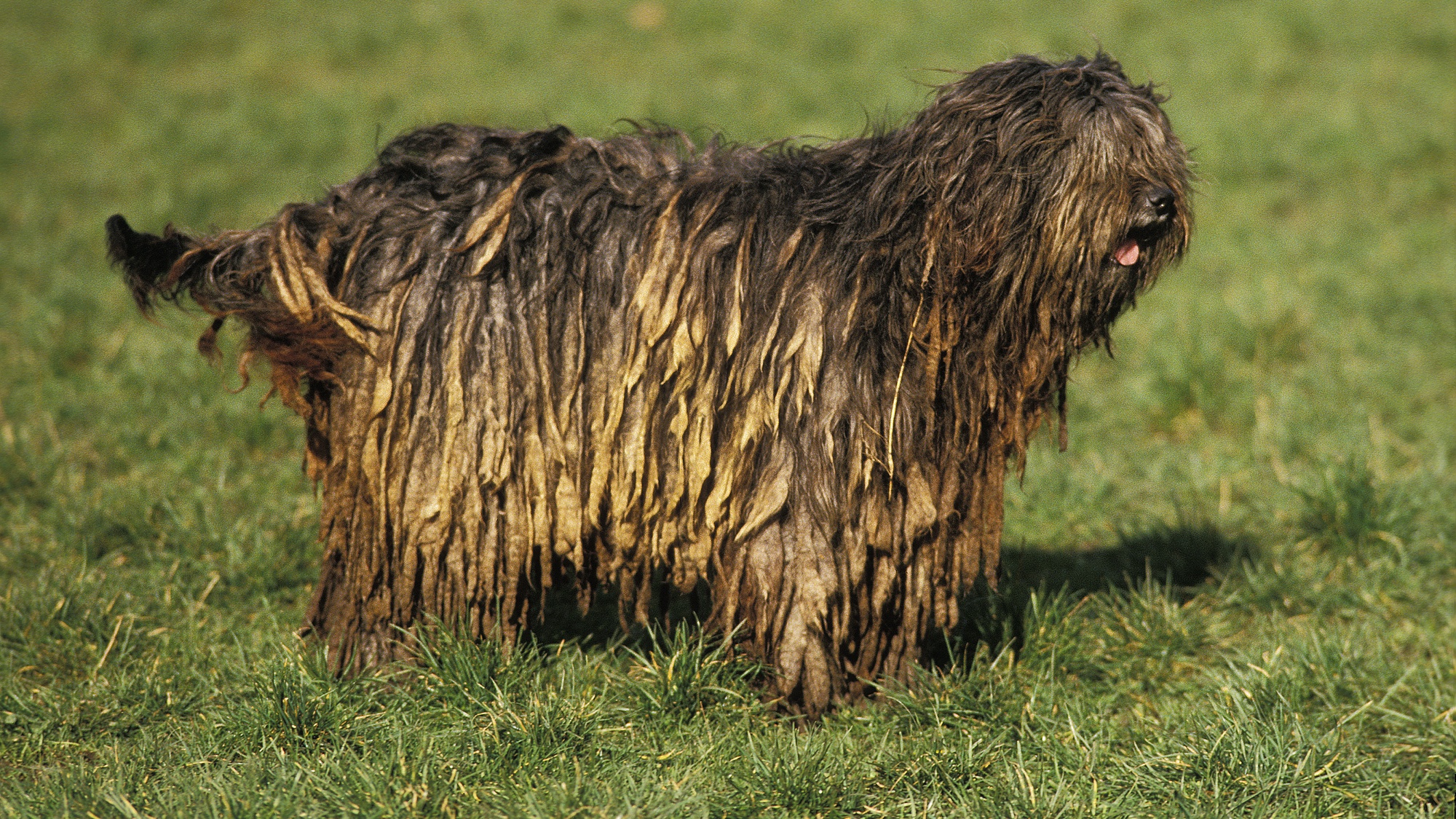 20 Rare and Lesser Known Dog Breeds That Still Exist - Doggodigest