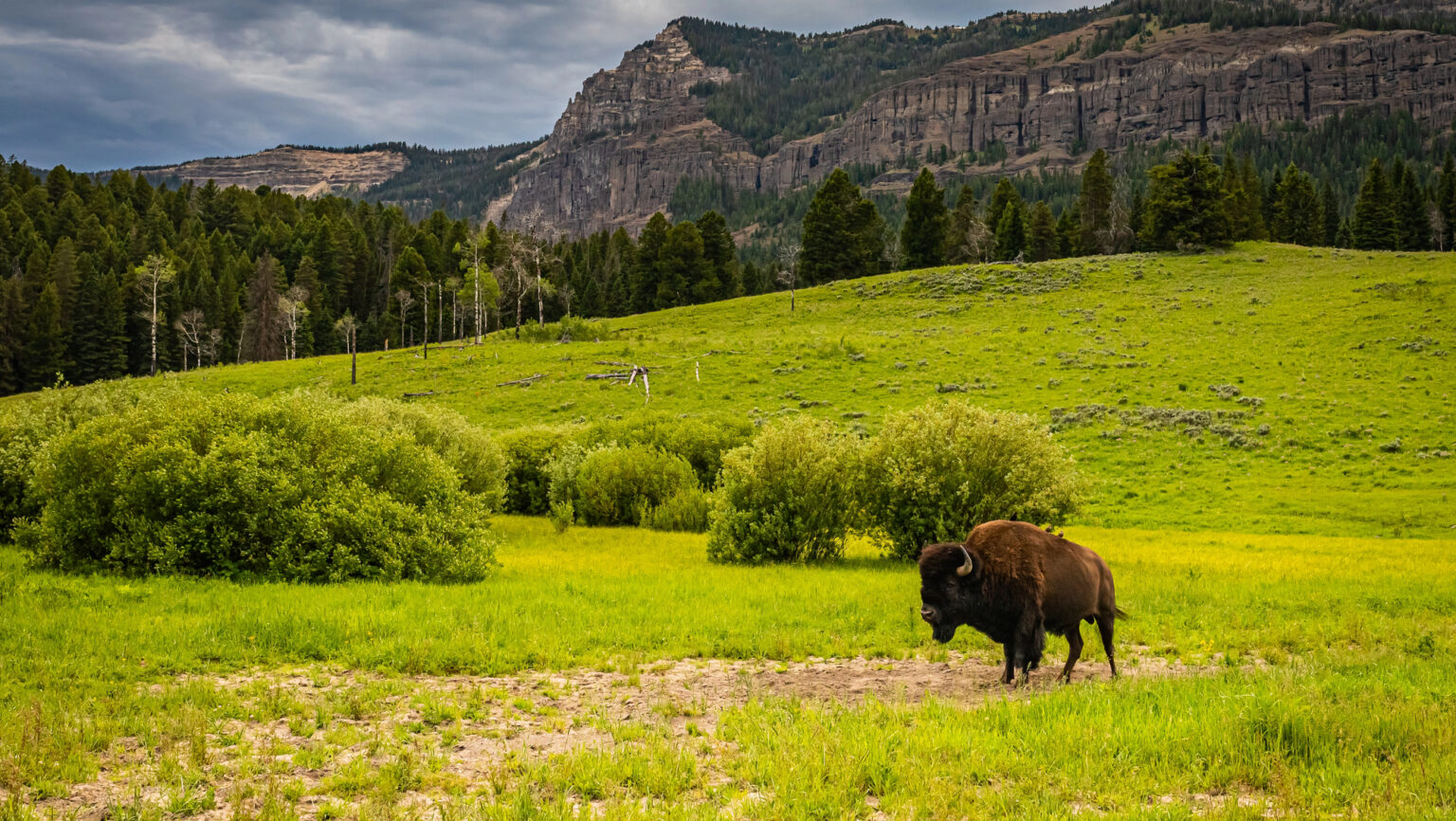 Florida Man Learns The Hard Way After Getting Too Close to Bison in ...