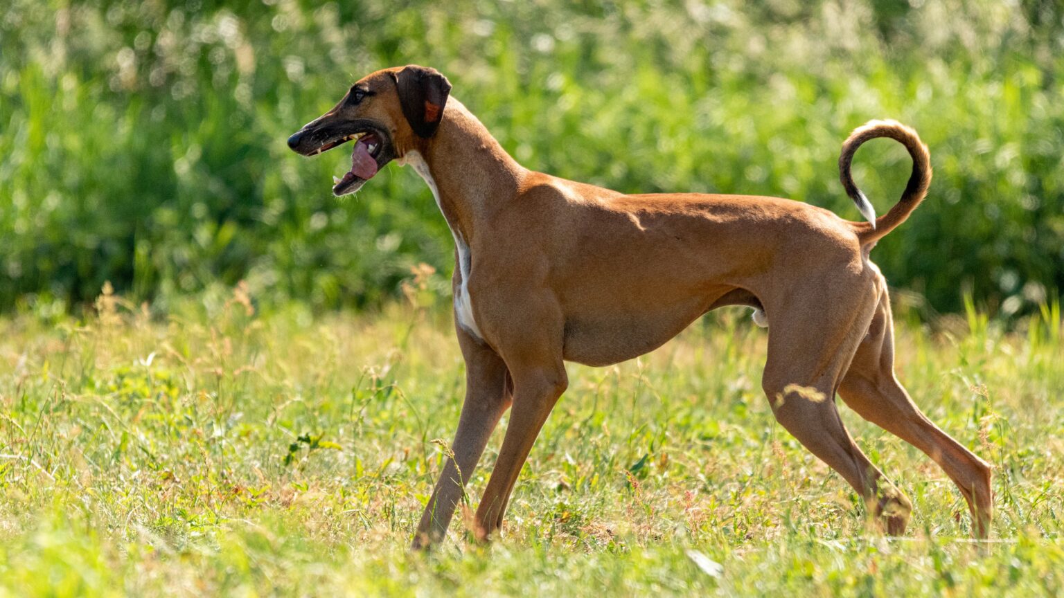 20 Rare and Lesser Known Dog Breeds That Still Exist - Doggodigest