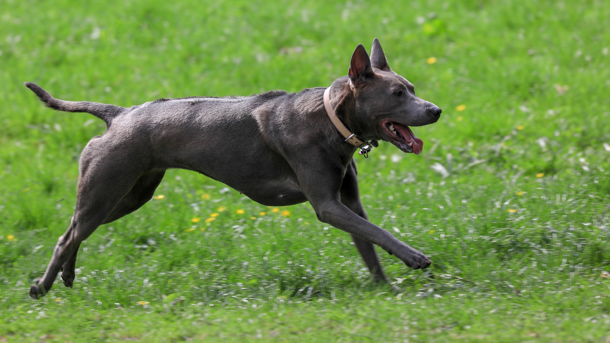 20 Rare and Lesser Known Dog Breeds That Still Exist - Doggodigest