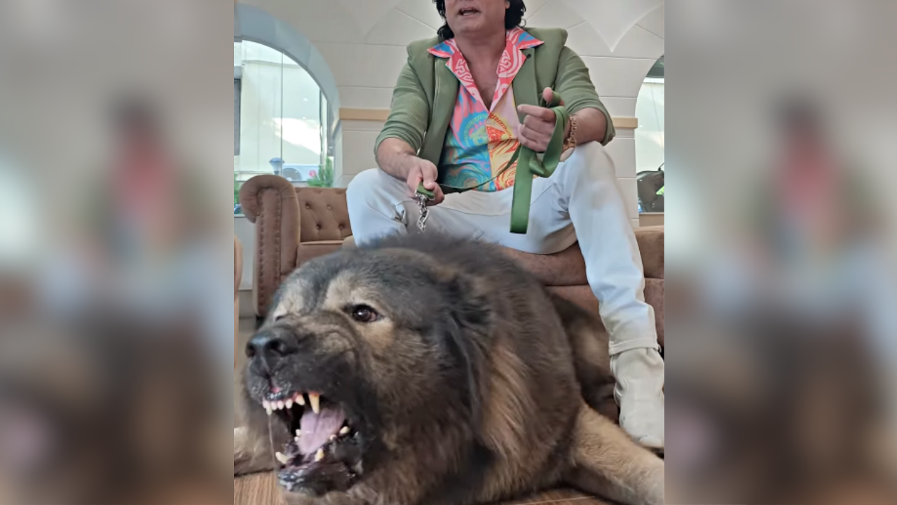 One of a Kind Rare Wolfdog Becomes World’s Most Expensive Dog Selling ...