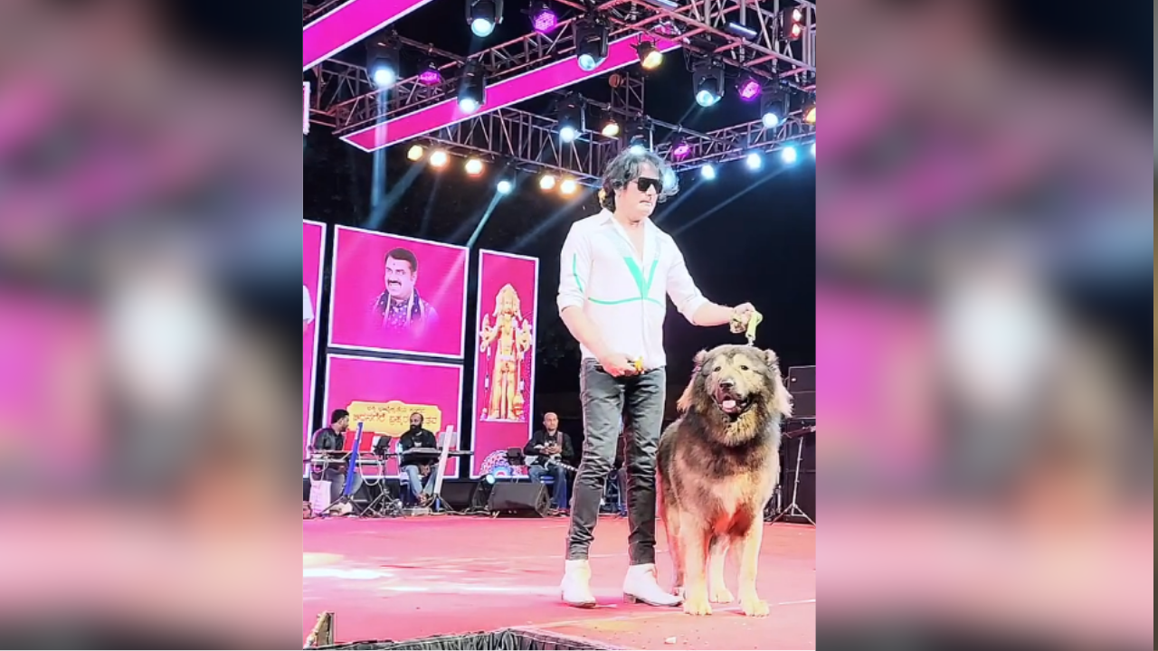 One of a Kind Rare Wolfdog Becomes World’s Most Expensive Dog Selling ...