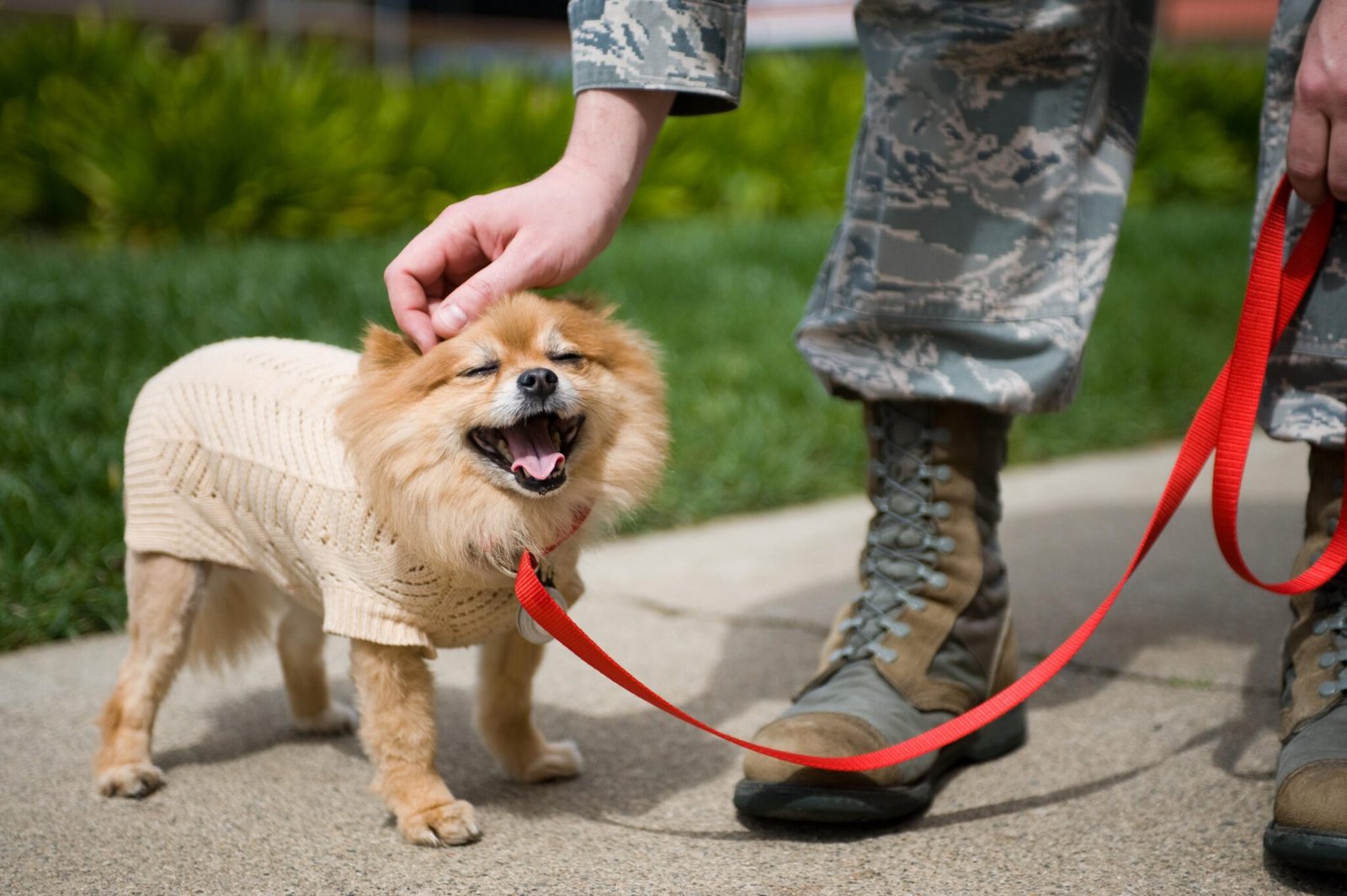 The Science Behind Why Dogs Choose Their Favorite Human - Doggodigest