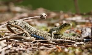 Lazarus Lizards Take Over Cincinnati—and They're Getting Bigger ...