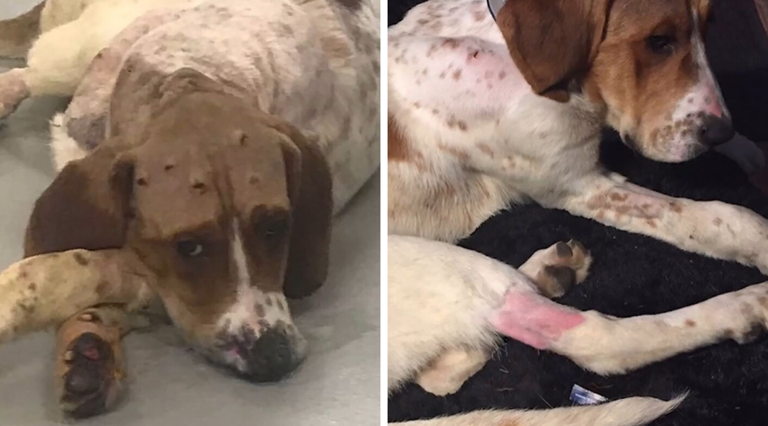 From Lab Test Subject to Survivor: Otis’s Fight Against Animal Testing ...