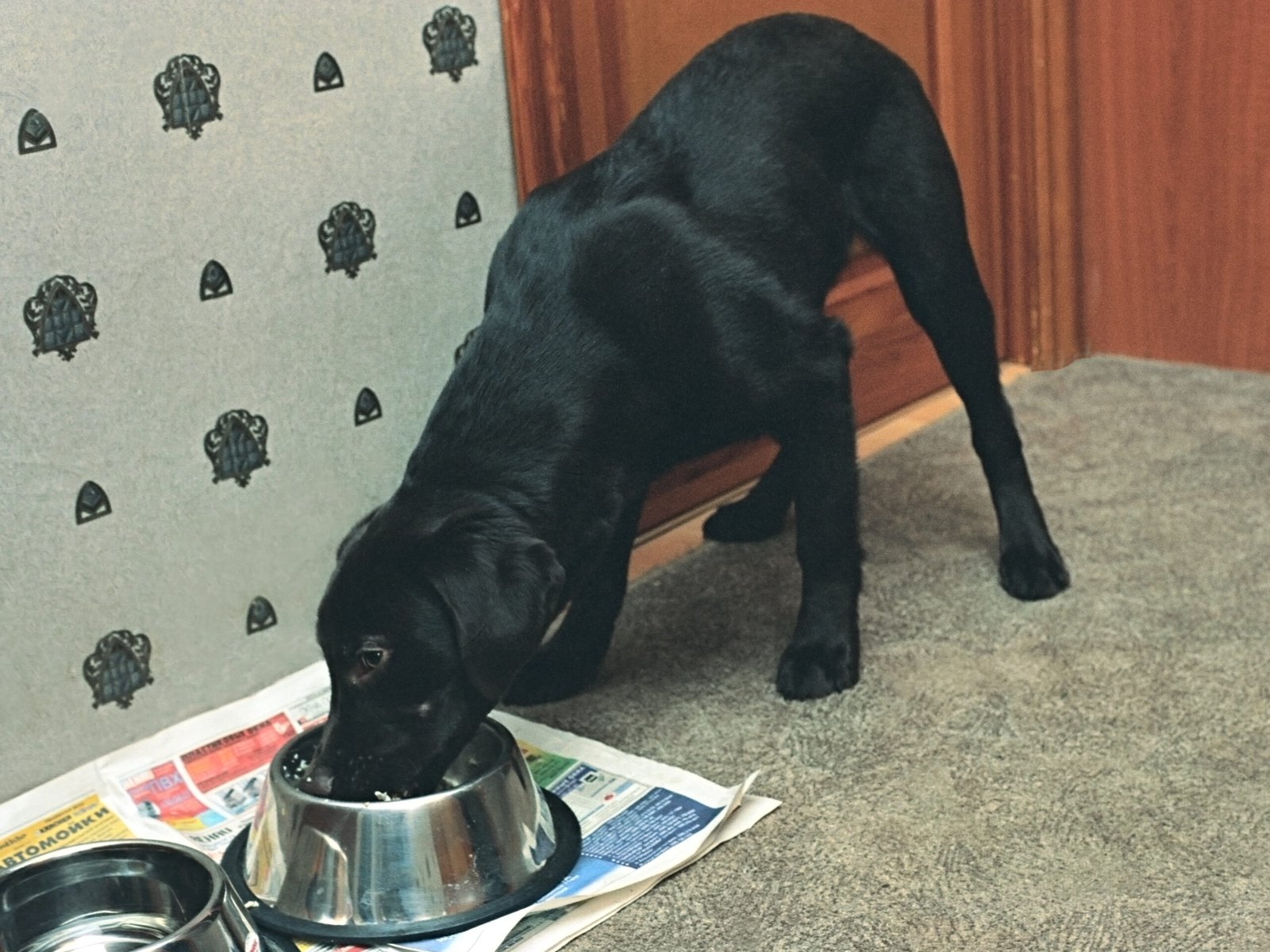 Labrador Retriever Behavior: Why They’re Obsessed with Food - Doggodigest