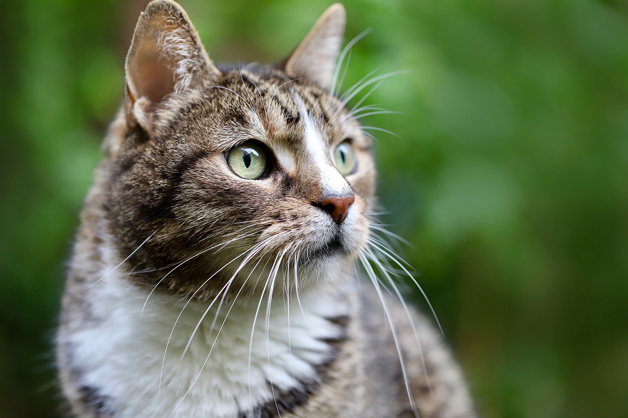 15 Cat Behaviors Explained What Your Cat Is Really Saying Doggodigest 15 Cat Behaviors Explained What Your Cat Is Really Saying Doggodigest