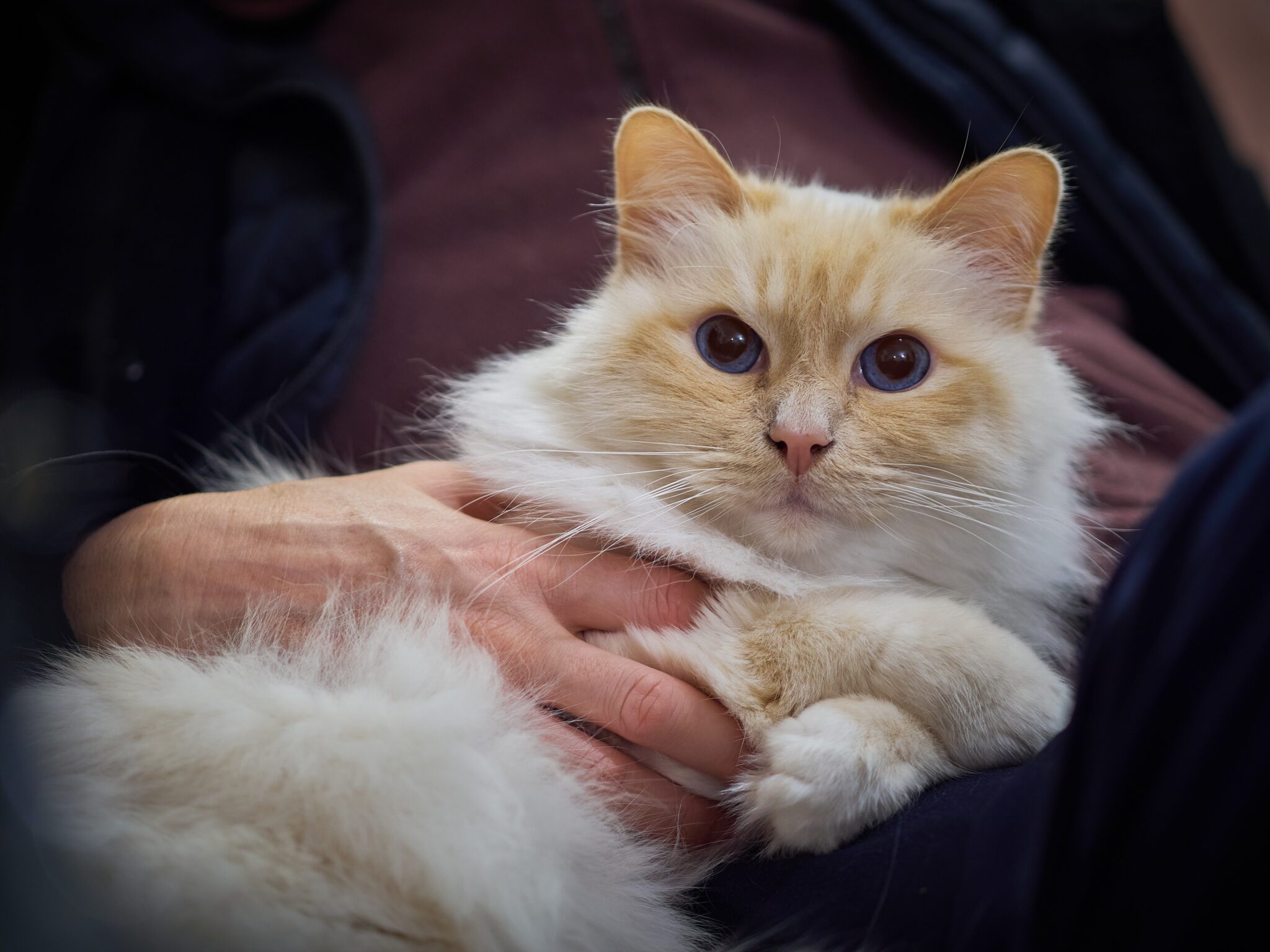 15 Cat Breeds with Surprisingly Dog-Like Traits - Doggodigest