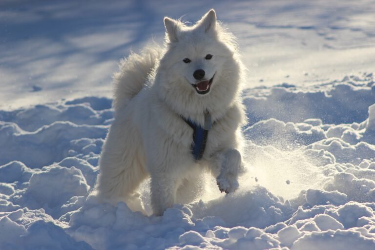 Arctic Angels: 10 Dog Breeds That Thrive In Cold-Climates - Doggodigest