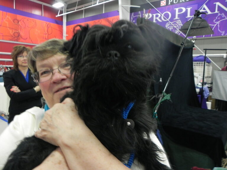 12 Things You Need To Know About The "Monkey Dog" The Affenpinscher ...