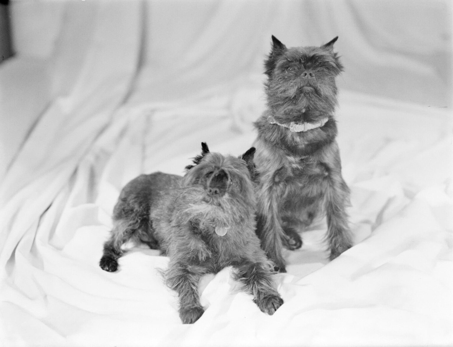 12 Things You Need To Know About The "Monkey Dog" The Affenpinscher ...