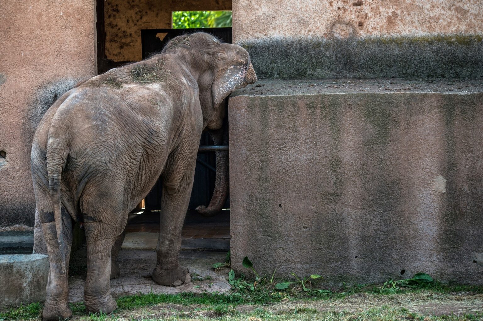 Breaking the Silence: Born Free Exposes the Harsh Reality of Captive ...