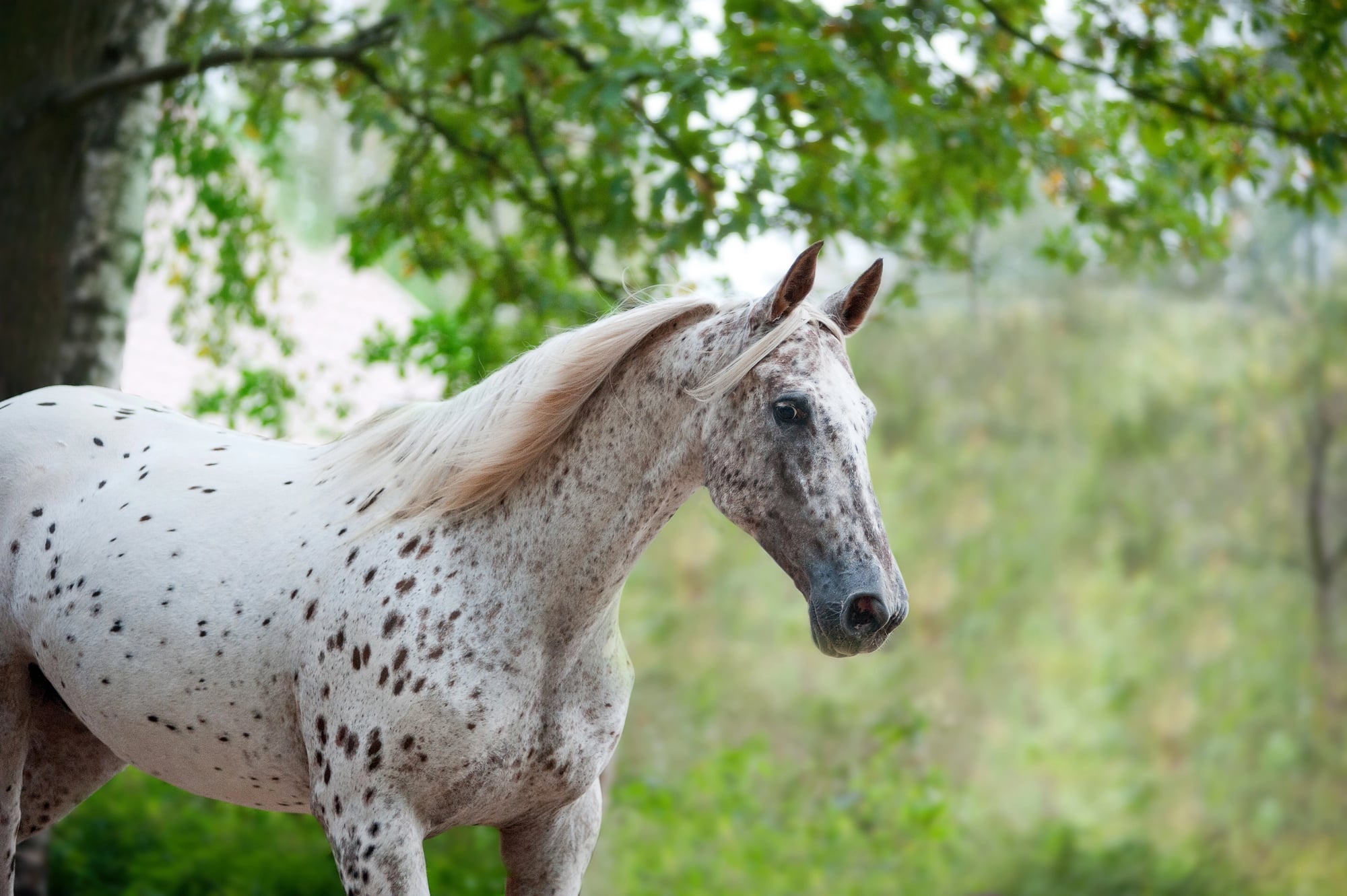 Everything You Need To Know About The Knabstrupper Horse - Doggodigest