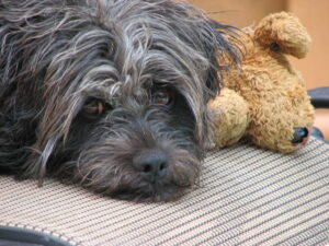 12 Things You Need To Know About The "Monkey Dog" The Affenpinscher ...