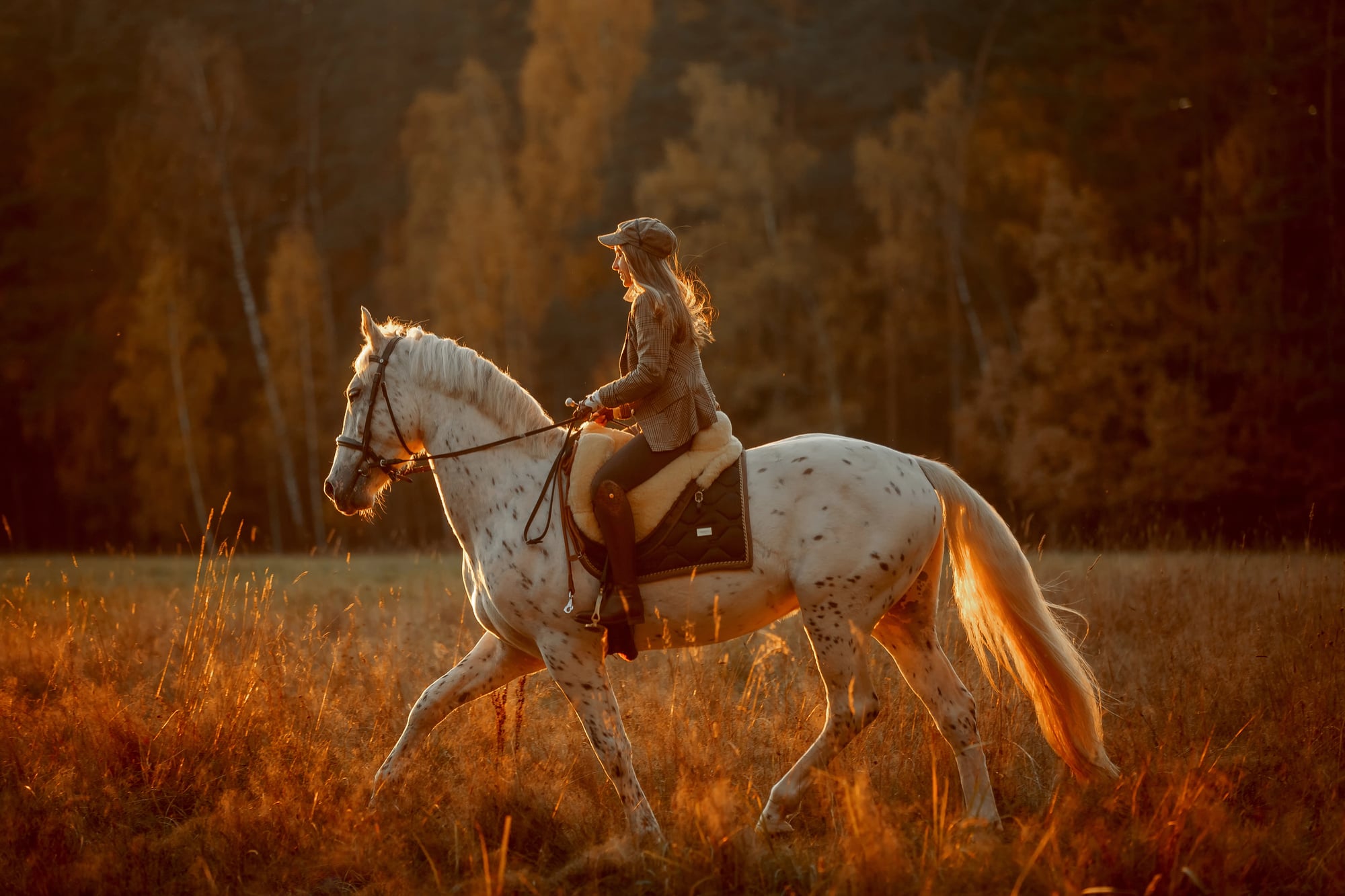 Everything You Need To Know About The Knabstrupper Horse - Doggodigest