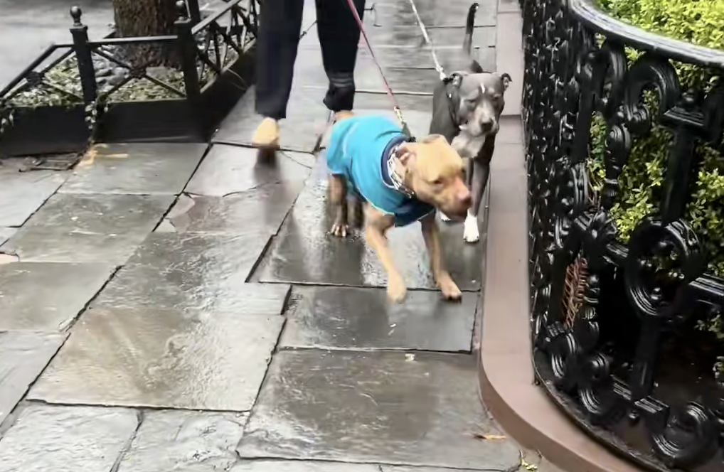 Pit Bull Found Tied in the Rain Reunited With Owner After Subway Theft ...