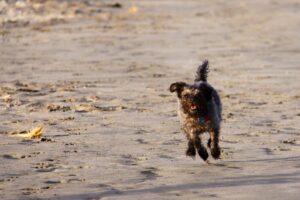 12 Things You Need To Know About The "Monkey Dog" The Affenpinscher ...