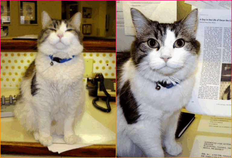 Meet Oscar: The Cat Who Could Predict Death and Comfort Patients in a ...