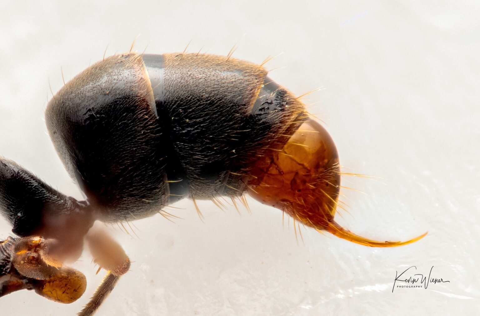 The Sneaky Ant That Packs a Painful Punch - Doggodigest