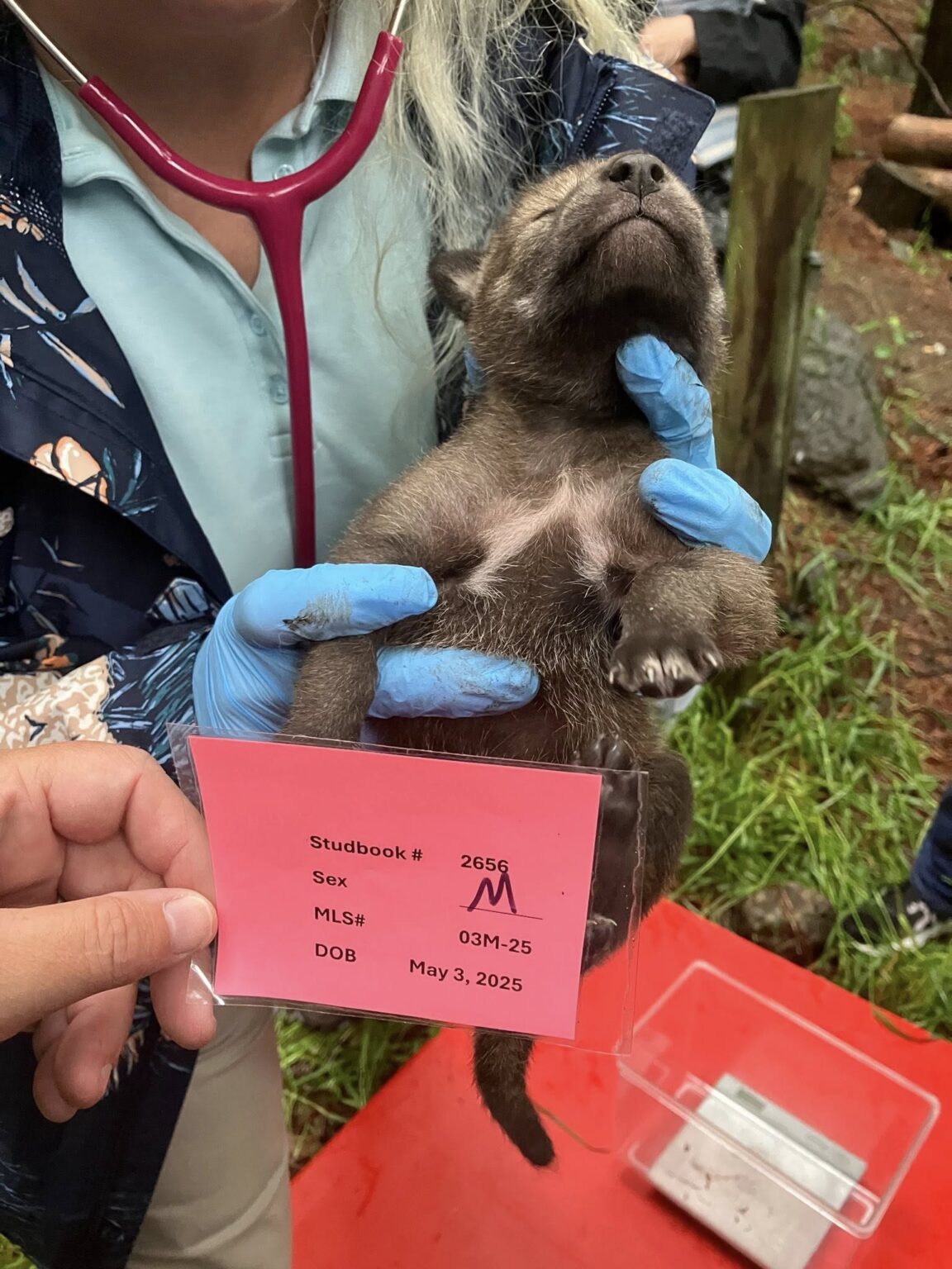Three Rare Red Wolf Pups Born in North Carolina Spark Hope for ...