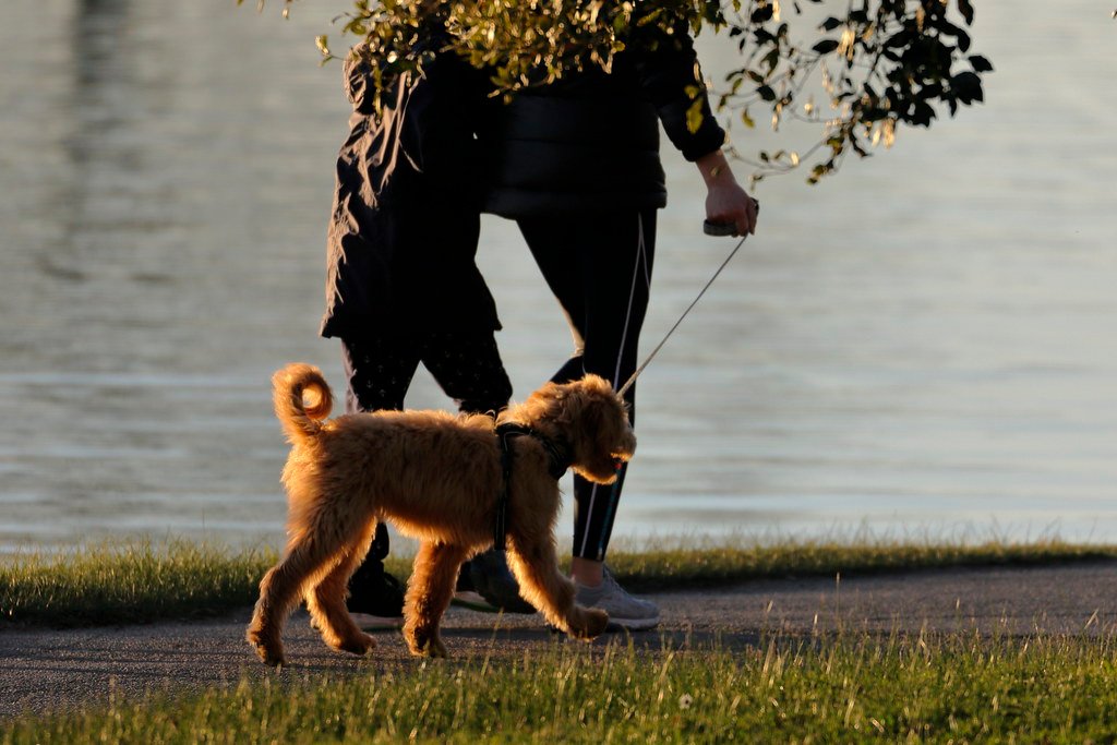 What Your Dog’s Tail Position Actually Means - Doggodigest