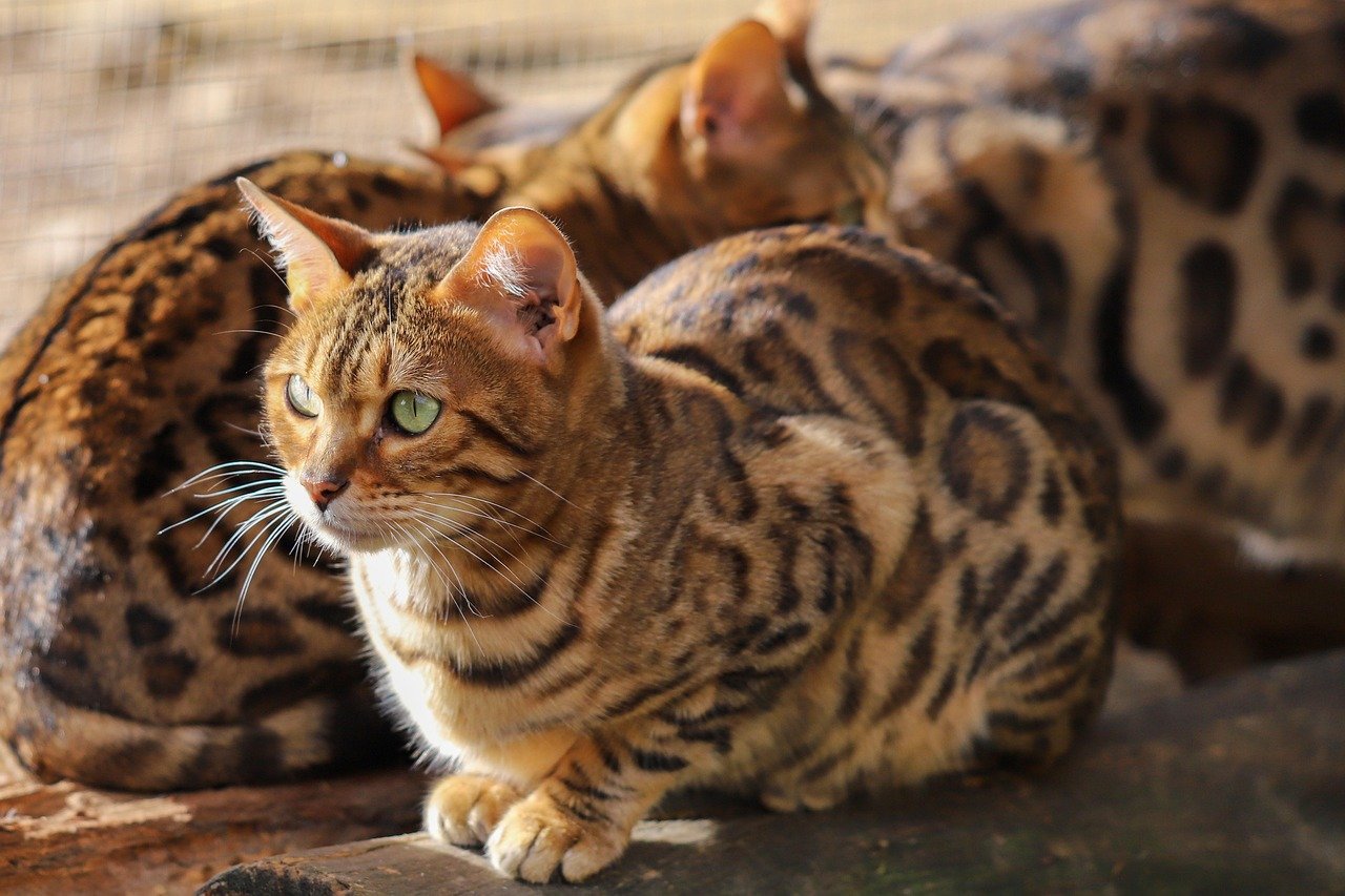 10 Most Dangerous Cat Breeds in The World - Doggodigest