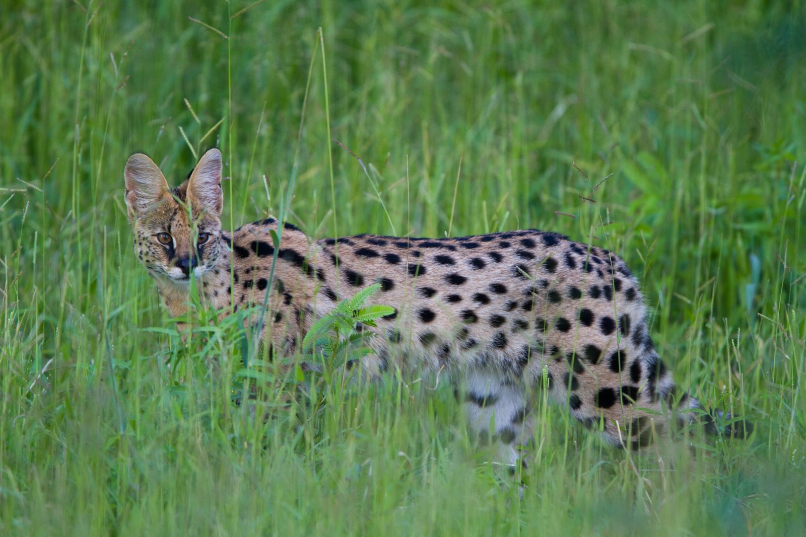 10 Most Dangerous Cat Breeds in The World - Doggodigest