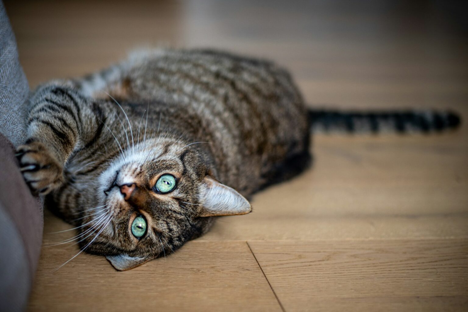 Cat Scratch? Here’s When You Should Worry (and When You Can Just Grab a ...