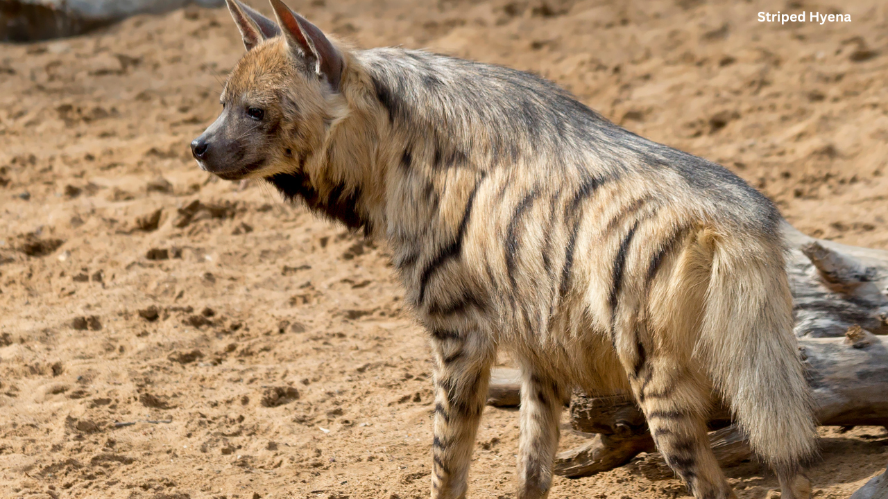 12 Interesting Facts About The Endangered Striped Hyena - Doggodigest