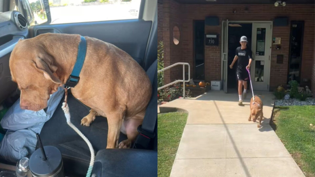 Pennsylvania Dog Thought She Was Going Back to the Shelter—But She Was ...