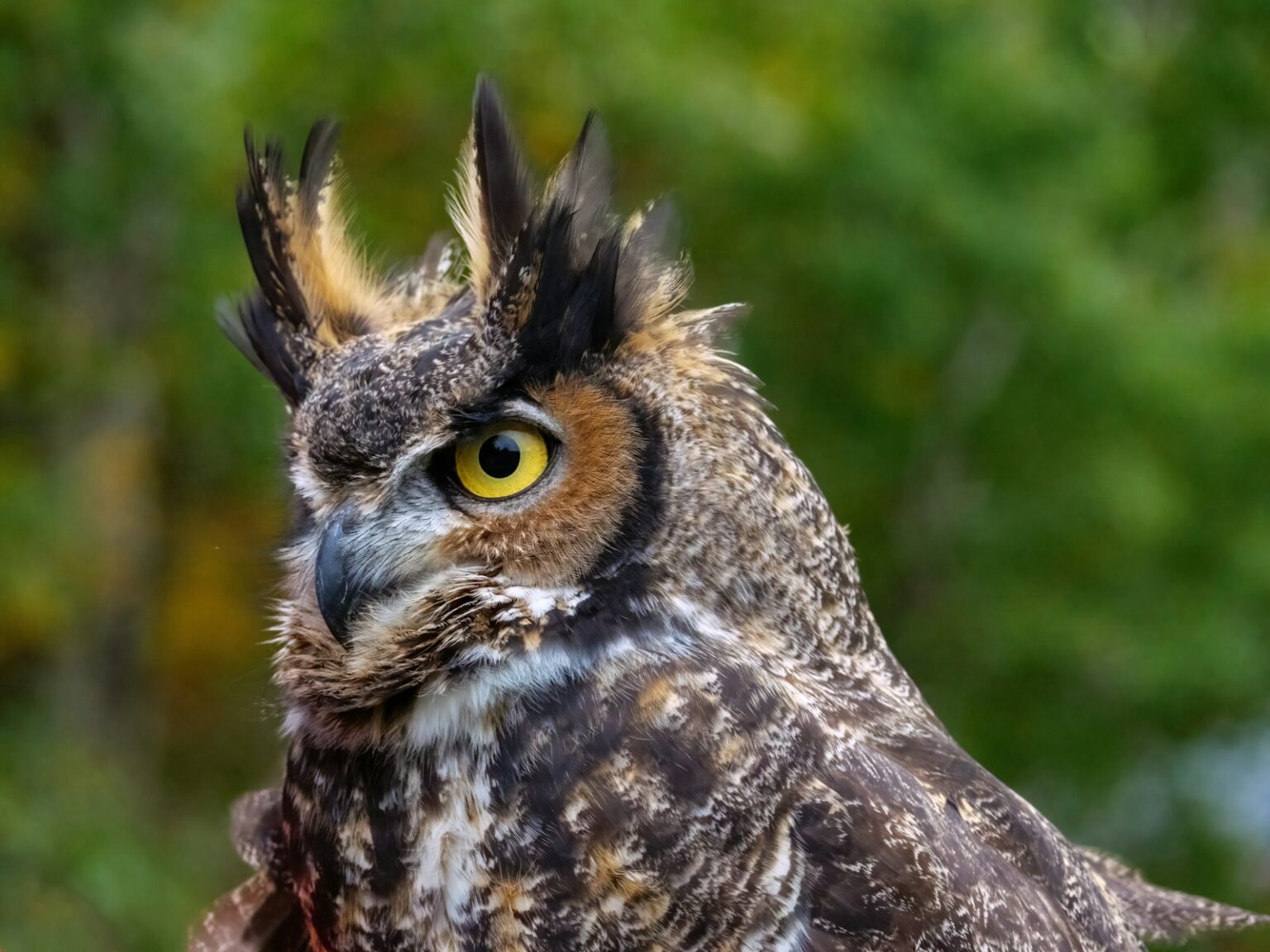 10 Predators Dog Owners Should Be Careful of in Texas - Doggodigest