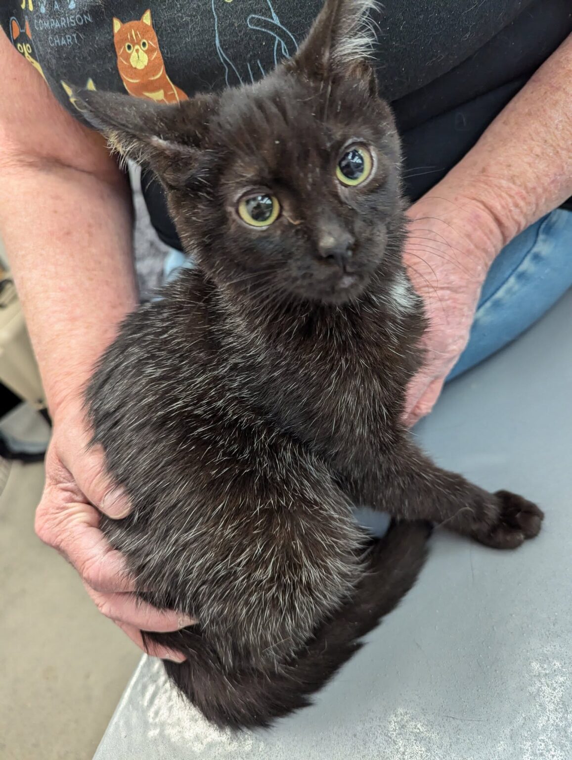 New “Salty Licorice” Cat Color Discovered—And It’s All Thanks to a ...