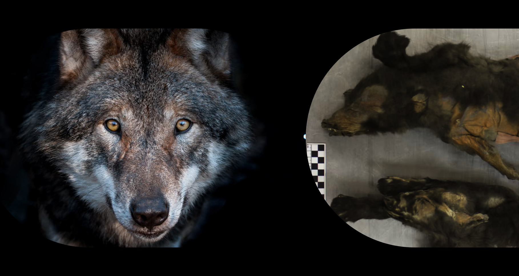 Ice Age Tumat Puppies Turn Out To Be Wolf Cubs Who Ate A Woolly Rhino ...
