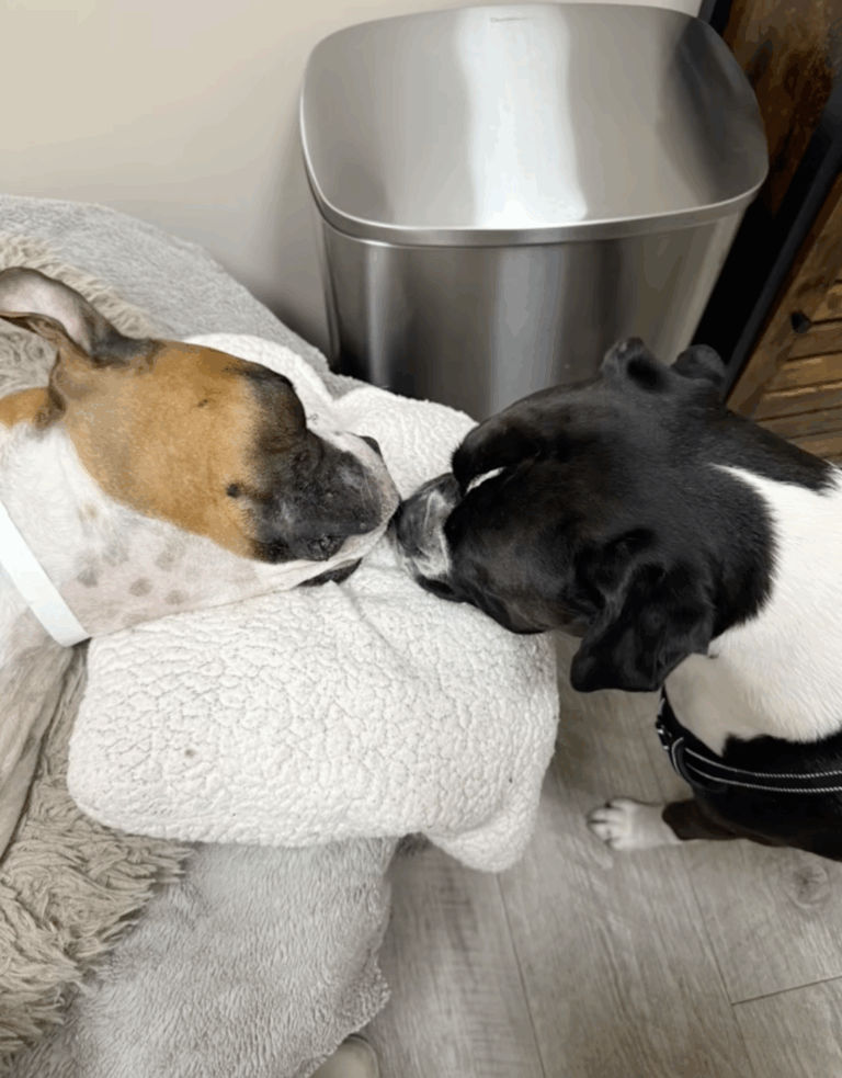 Dog’s Heartbreaking Goodbye to His Sister Leaves Owner in Tears ...