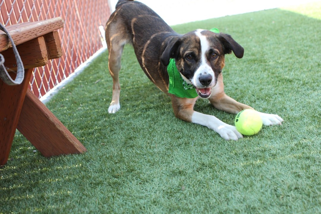 Why Do Dogs Stretch In Front of You - Doggodigest