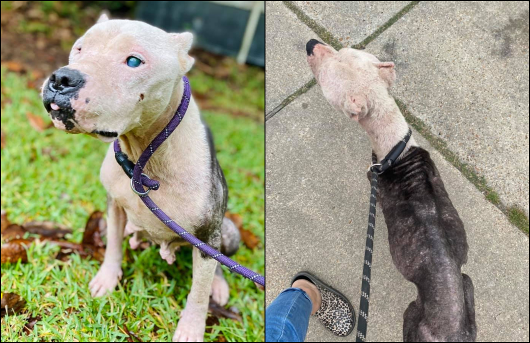 🐾 RESCUE SPOTLIGHT: A blind pittie abandoned in a Mississippi forest ...