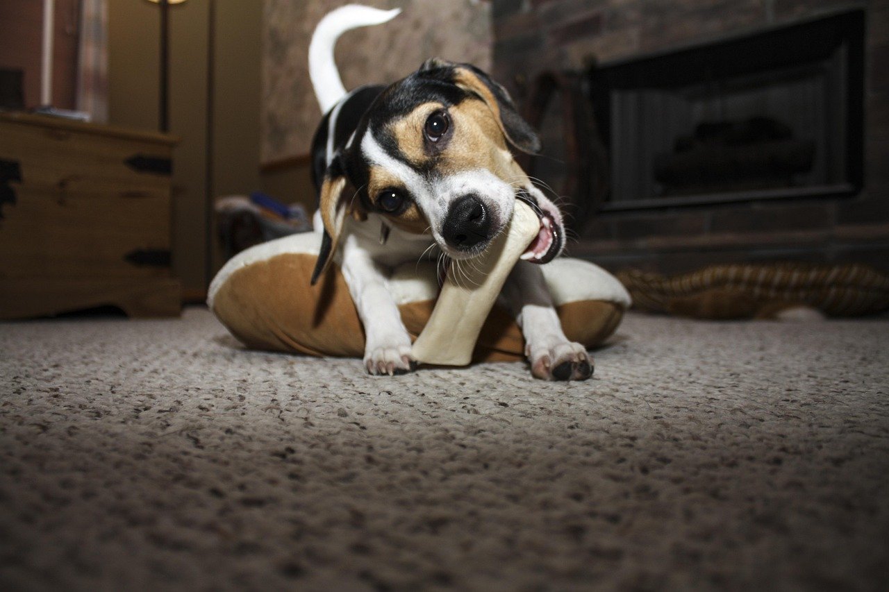 Understanding 10 Common Dog Behavior Problems (And Their Solutions) - Doggodigest