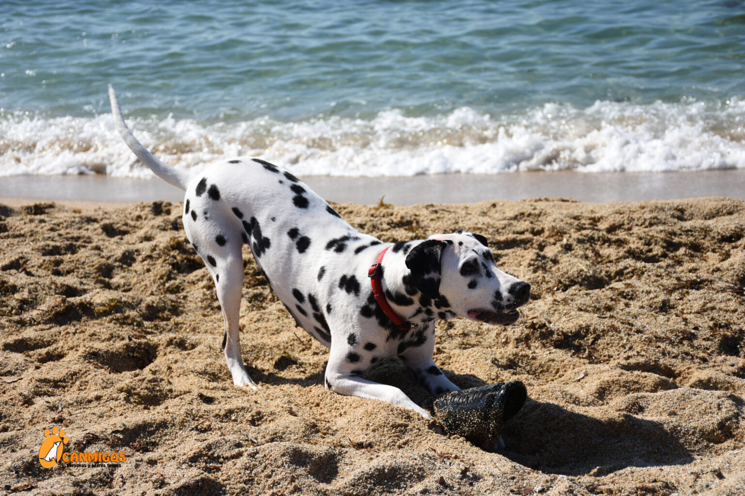 Boat Crew Rescues Dog Who Floated in Raft for Two Hours After Being ...