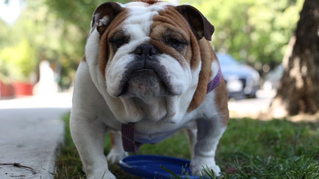 10 Stubborn Dog Breeds That Will Test Your Patience - Doggodigest