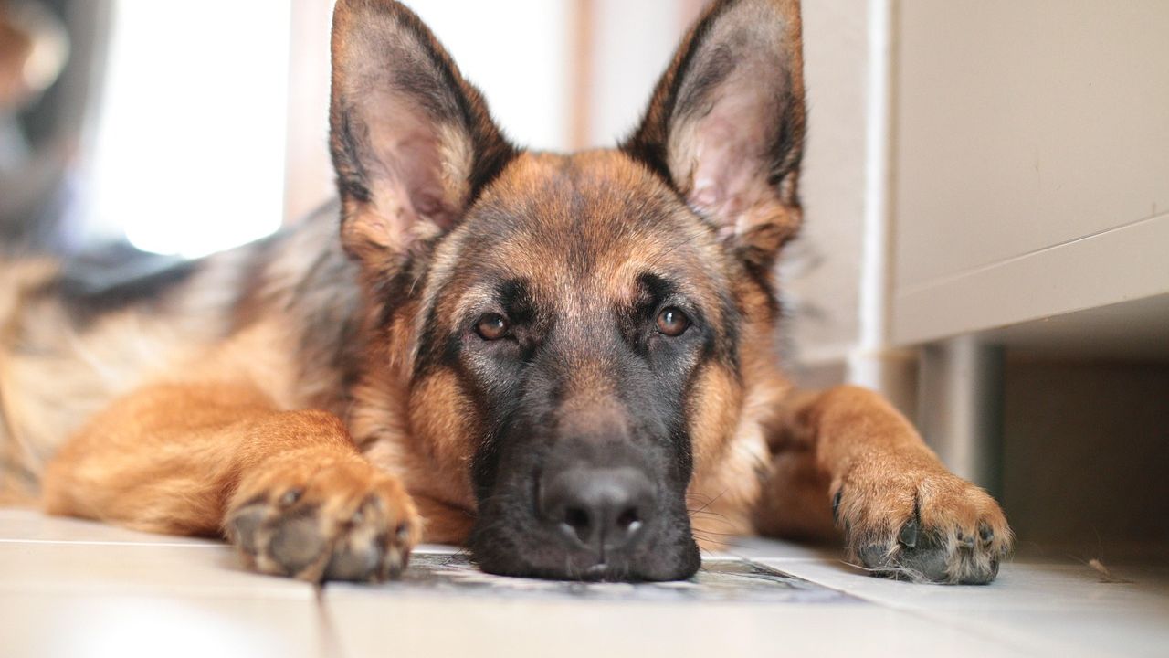 The Way Your Dog Reacts to Strangers Is Often a Breed Trait - Doggodigest
