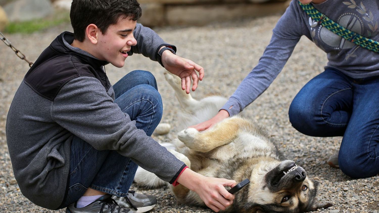 How Can I Tell If My Dog Is Truly Happy? Unexpected Signs Revealed ...