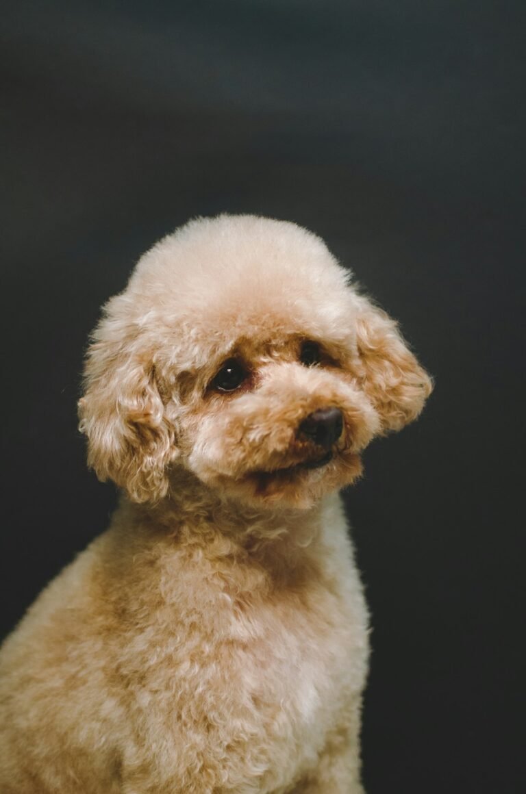 The World S Largest Dog That Ever Lived Doggodigest