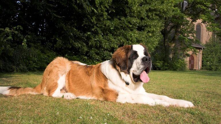 6 Large Dog Breeds That Are Gentle Giants (Perfect for Cuddles, Not ...