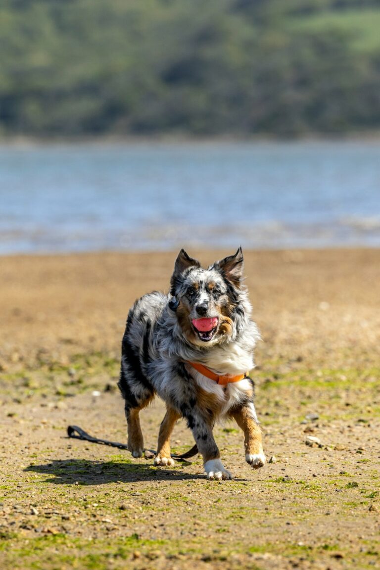 7 Essential Tips to Keep Your Senior Small Dog Active and Healthy ...